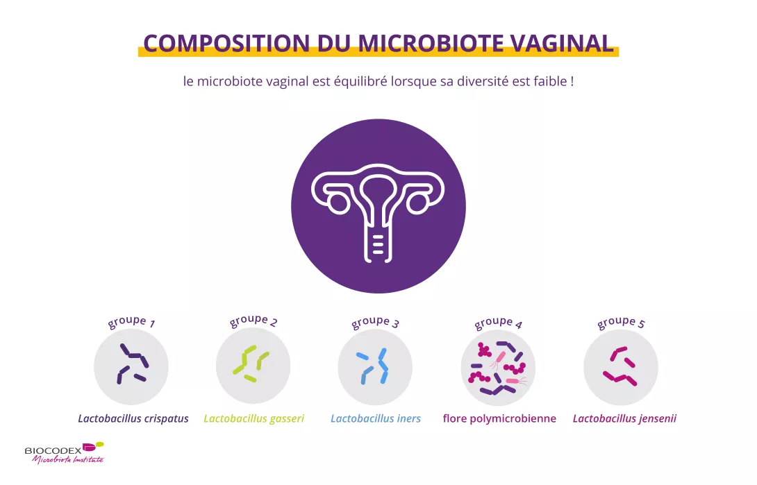Anatomie Féminine Microbiotes Et Hygiène Intime Contenus Pour Le